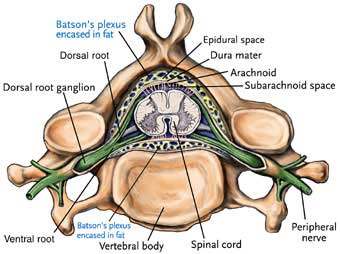 Anatomy of the Spine